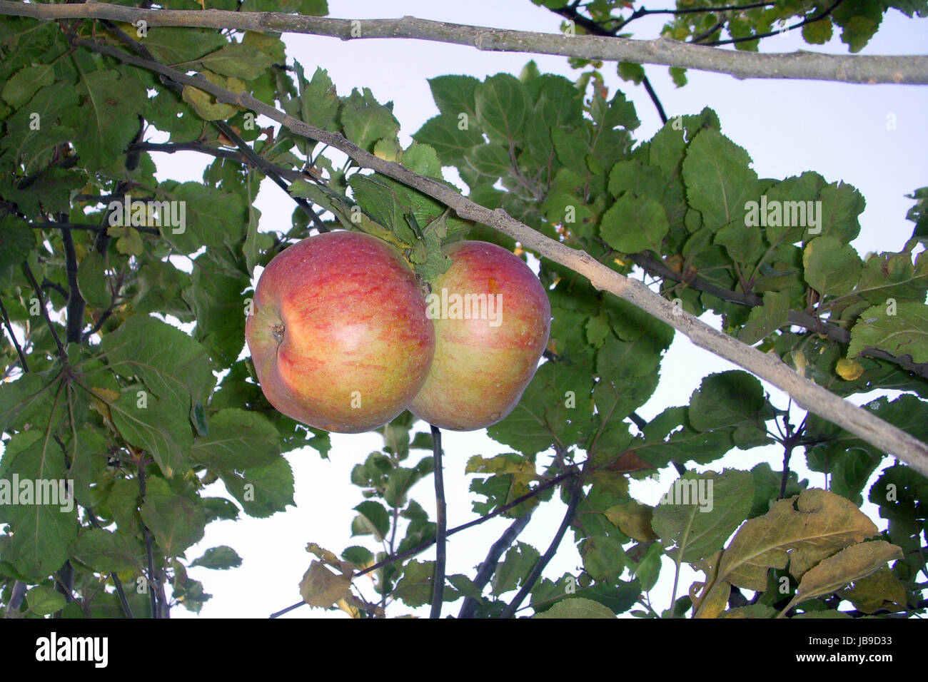 Apple tree. Multiple Apples hanging from an Apple tree on a bright blue ...