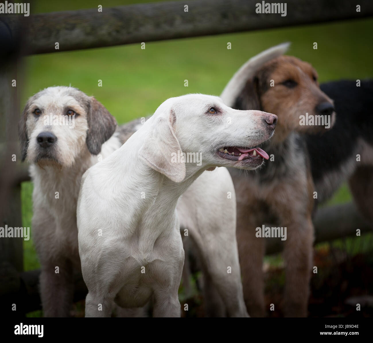Hunting hounds from the Bicester & Whaddon Hunt Stock Photo - Alamy