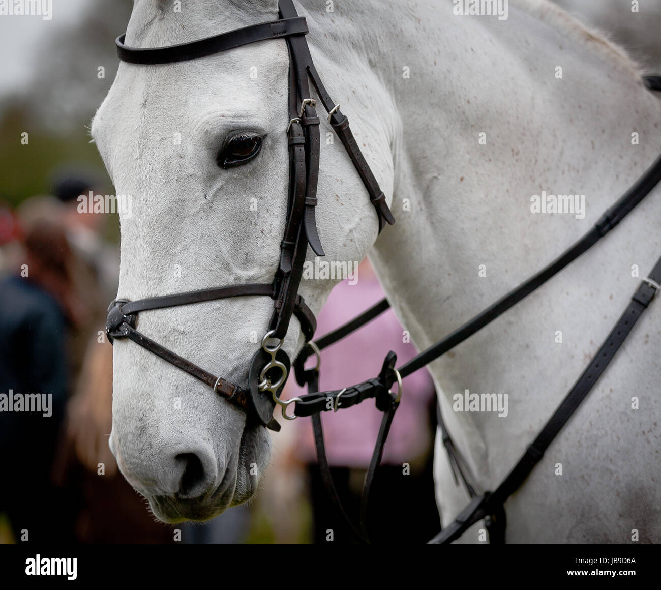 Buckinghamshire bicester and whaddon hunt hi-res stock photography and ...