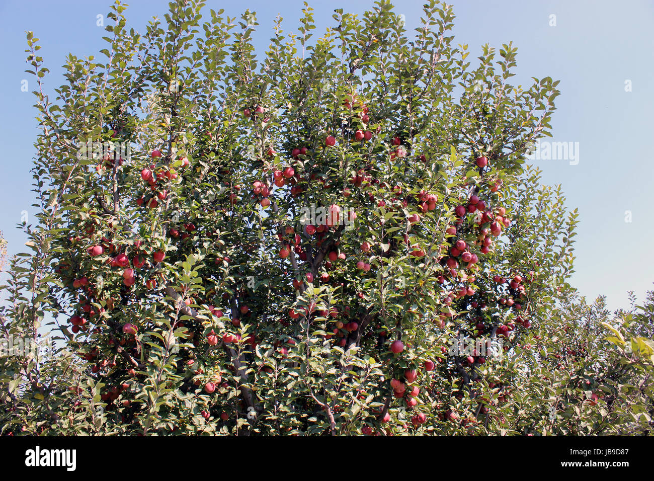 Apple tree. Multiple Apples hanging from an Apple tree on a bright blue ...
