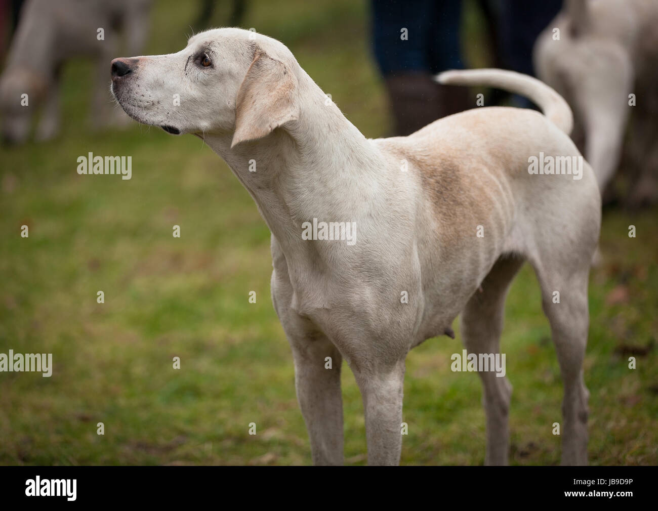 Bicester And Whaddon Hunt High Resolution Stock Photography and Images ...