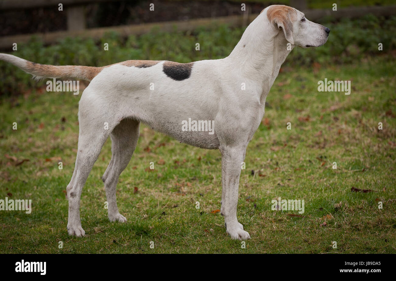 Hunting hounds from the Bicester & Whaddon Hunt Stock Photo - Alamy