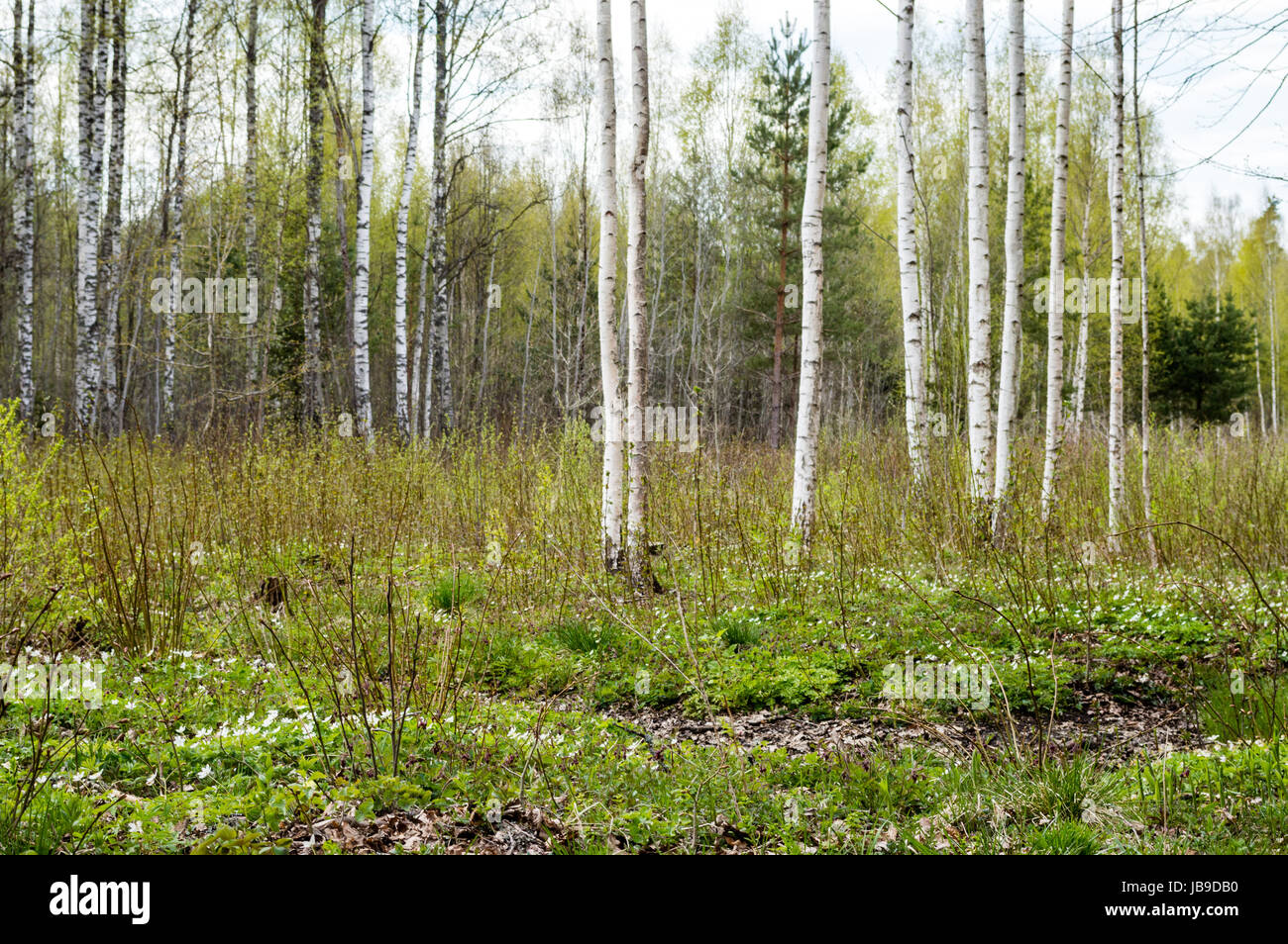 Misty morning in the woods with tree trunks and green foliage and fresh ...
