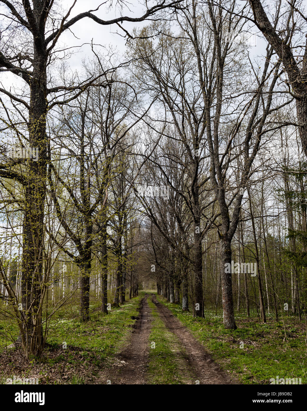 Misty morning in the woods with tree trunks and green foliage and fresh ...