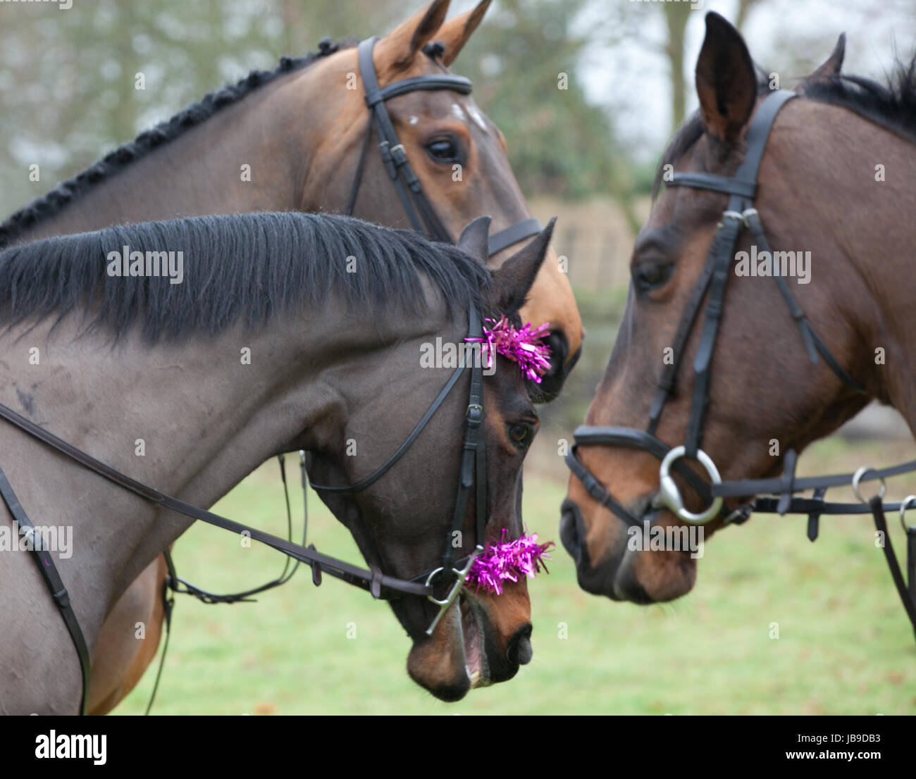 The Bicester And Whaddon Boxing Day Hunt at Wilnslow, Buckinghamshire ...