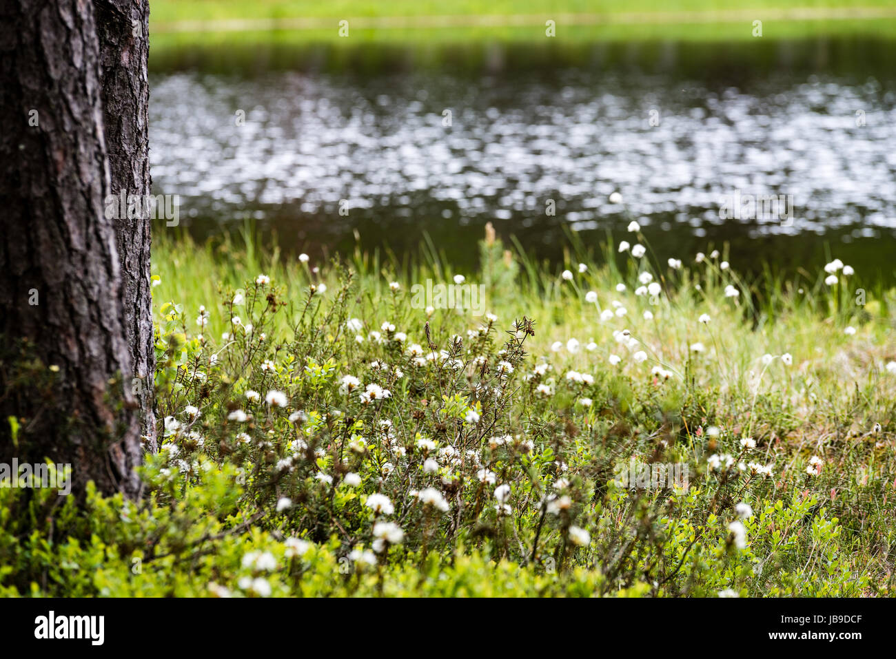 Misty morning in the woods with tree trunks and green foliage and fresh ...