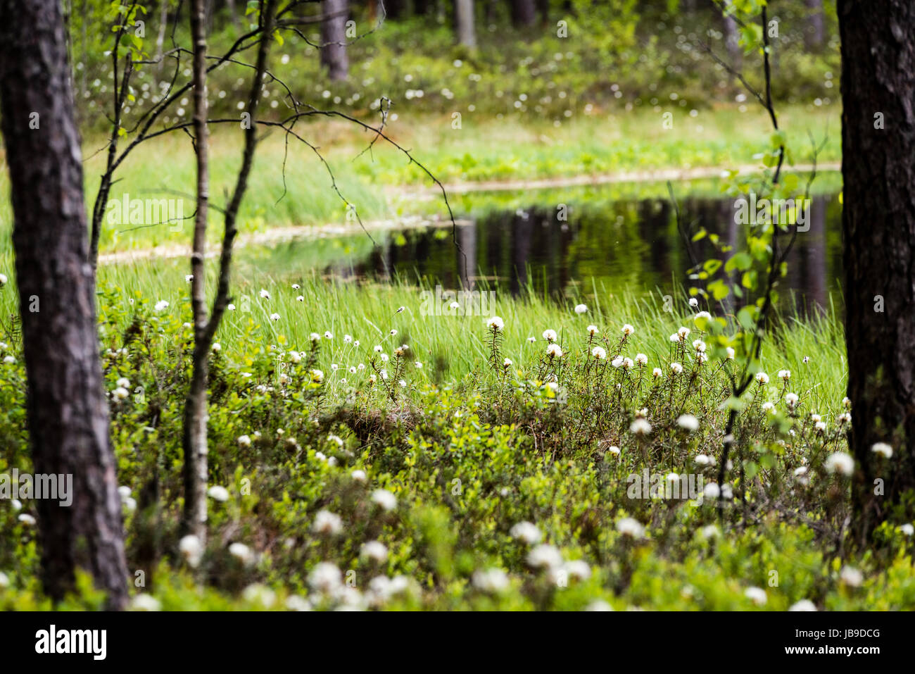Misty morning in the woods with tree trunks and green foliage and fresh ...