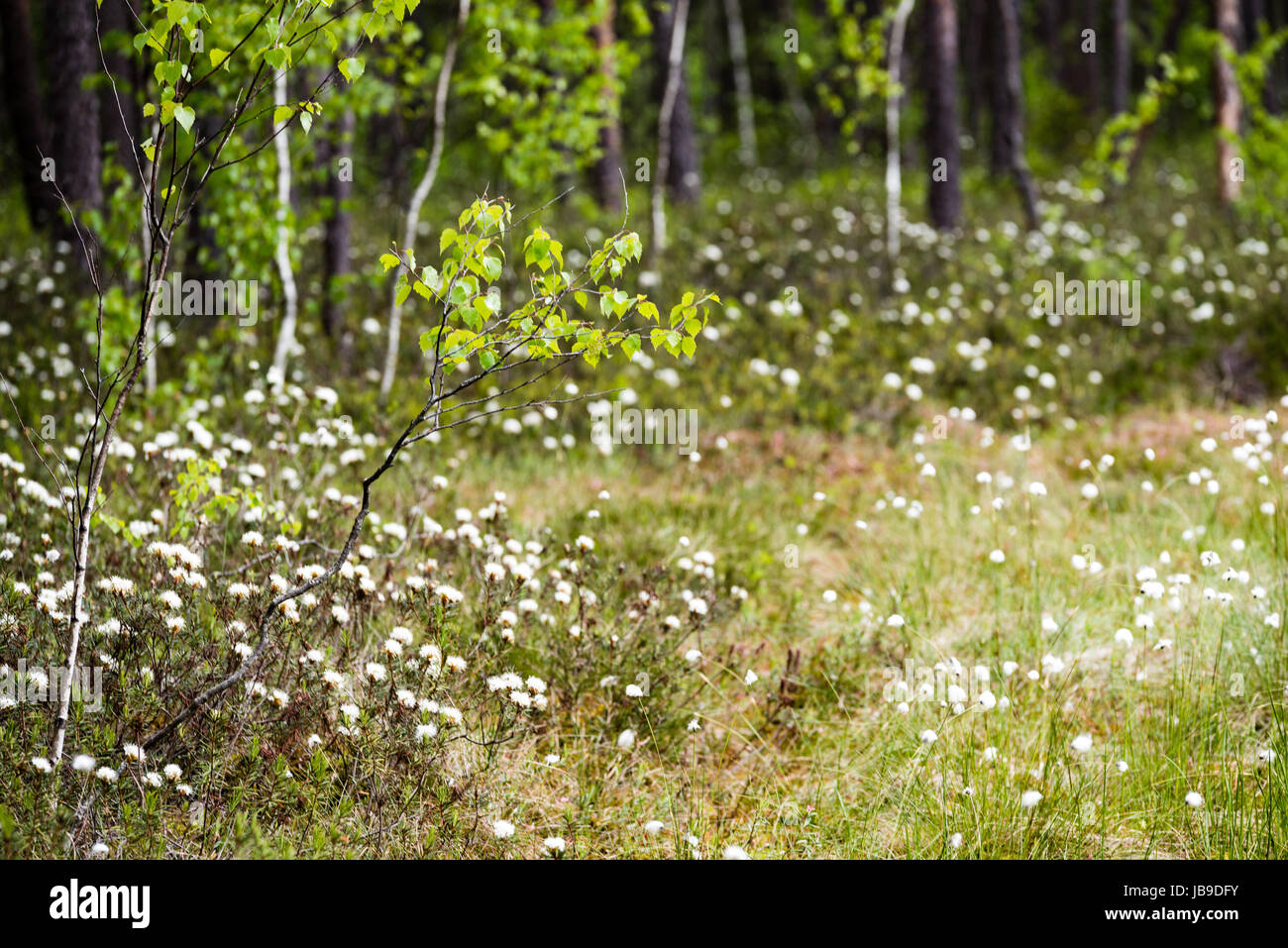 Misty morning in the woods with tree trunks and green foliage and fresh ...