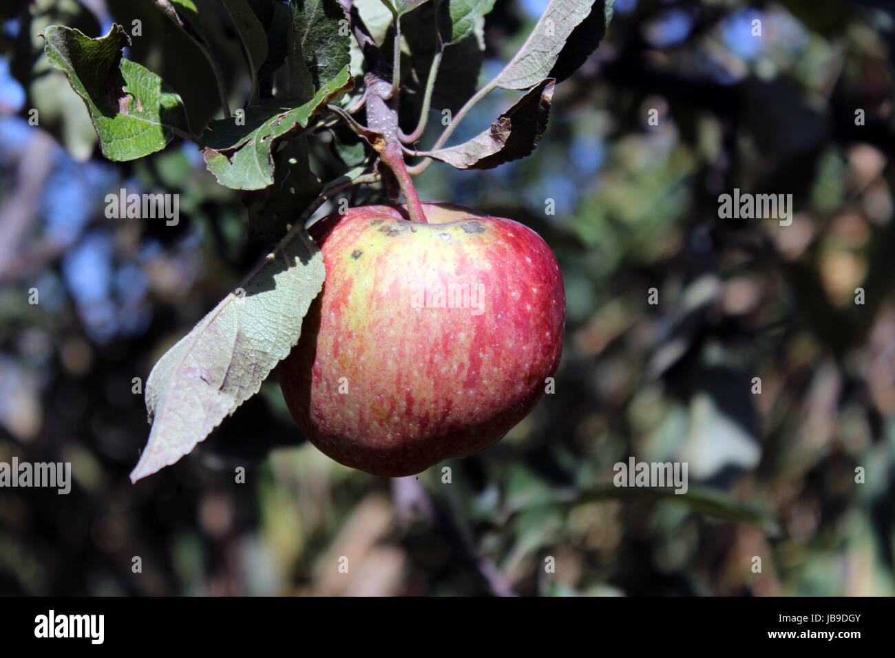 Apple tree. Multiple Apples hanging from an Apple tree on a bright blue ...