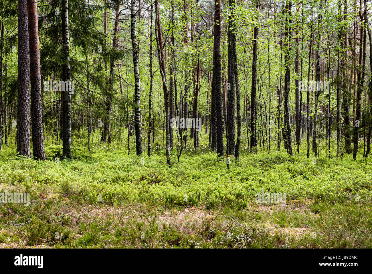 Misty morning in the woods with tree trunks and green foliage and fresh ...