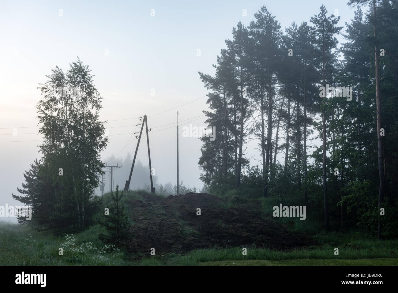Misty morning in the woods with tree trunks and green foliage and fresh ...