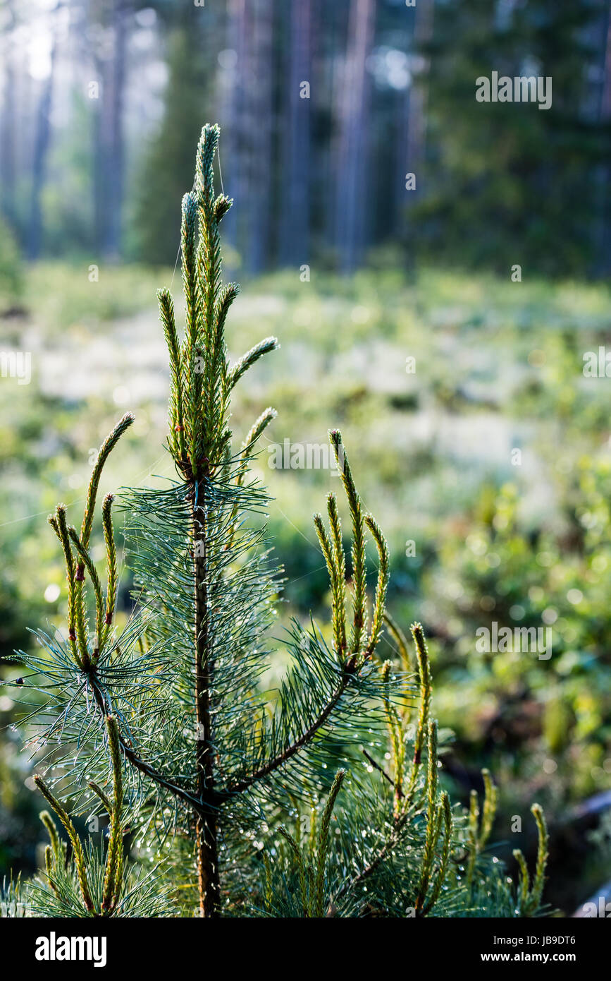 Misty morning in the woods with tree trunks and green foliage and fresh ...