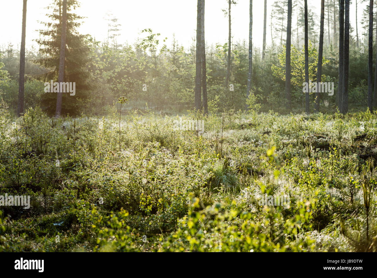 Misty morning in the woods with tree trunks and green foliage and fresh ...