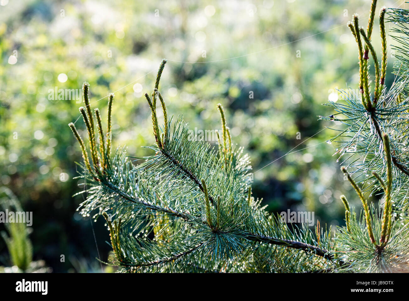 Misty morning in the woods with tree trunks and green foliage and fresh ...