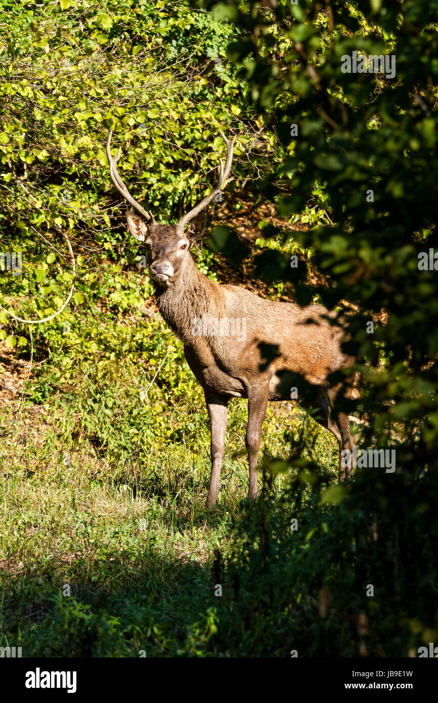 Young male deer watching the photographer Stock Photo - Alamy