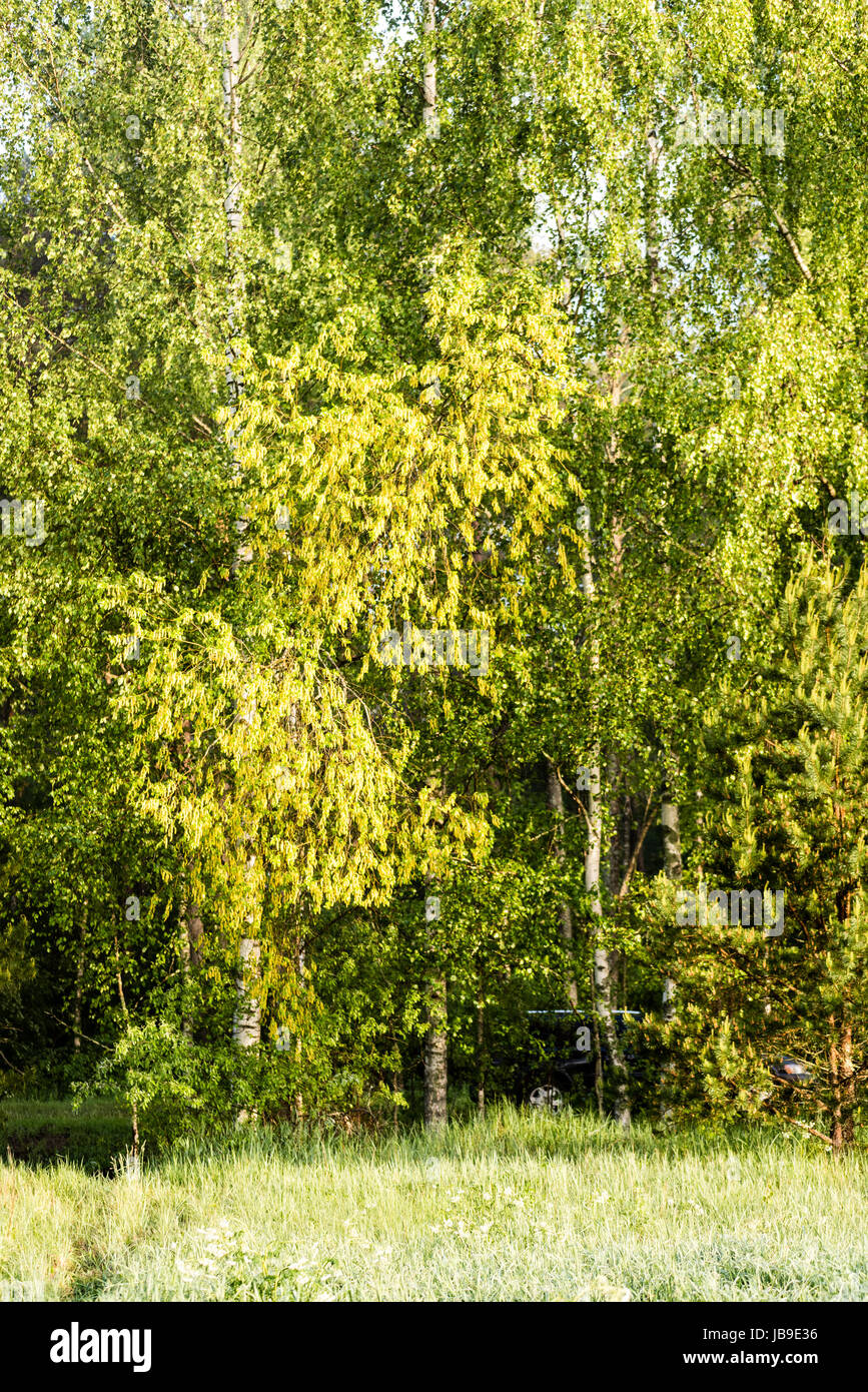 Misty morning in the woods with tree trunks and green foliage and fresh ...