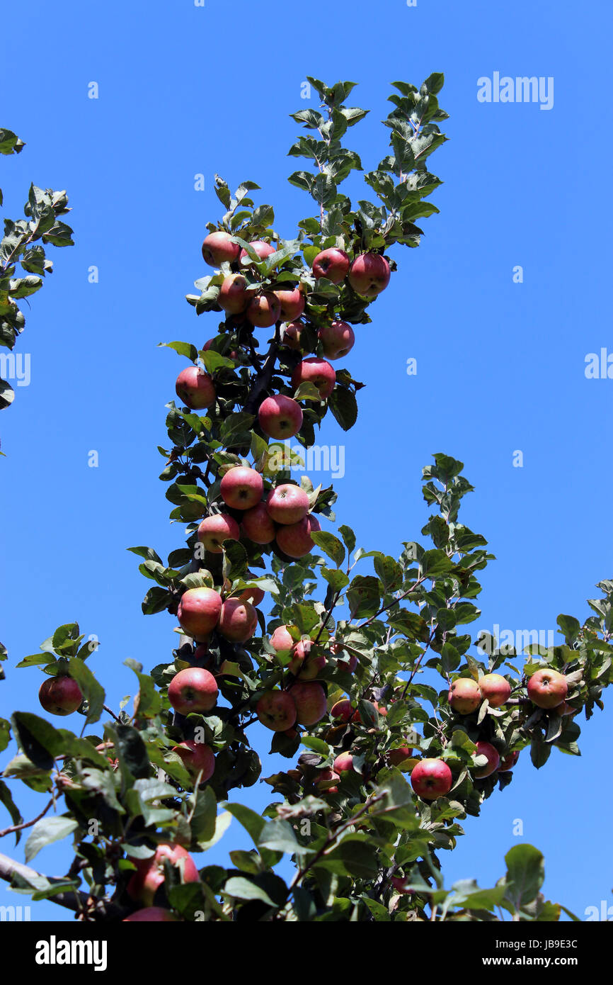 Apple tree. Multiple Apples hanging from an Apple tree on a bright blue ...