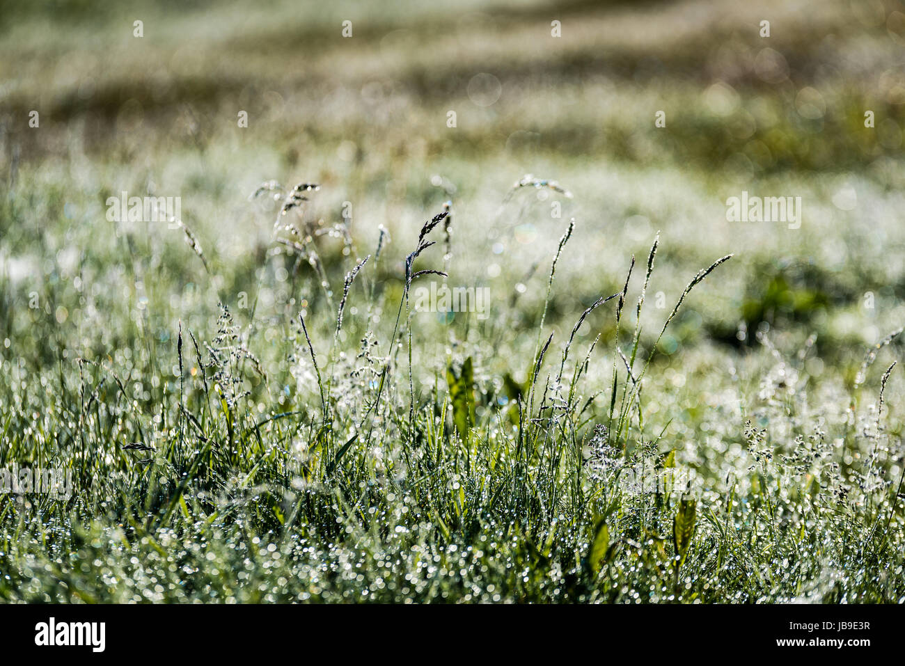 Spring first fresh green grass in the sunshine with a drop of dew ...