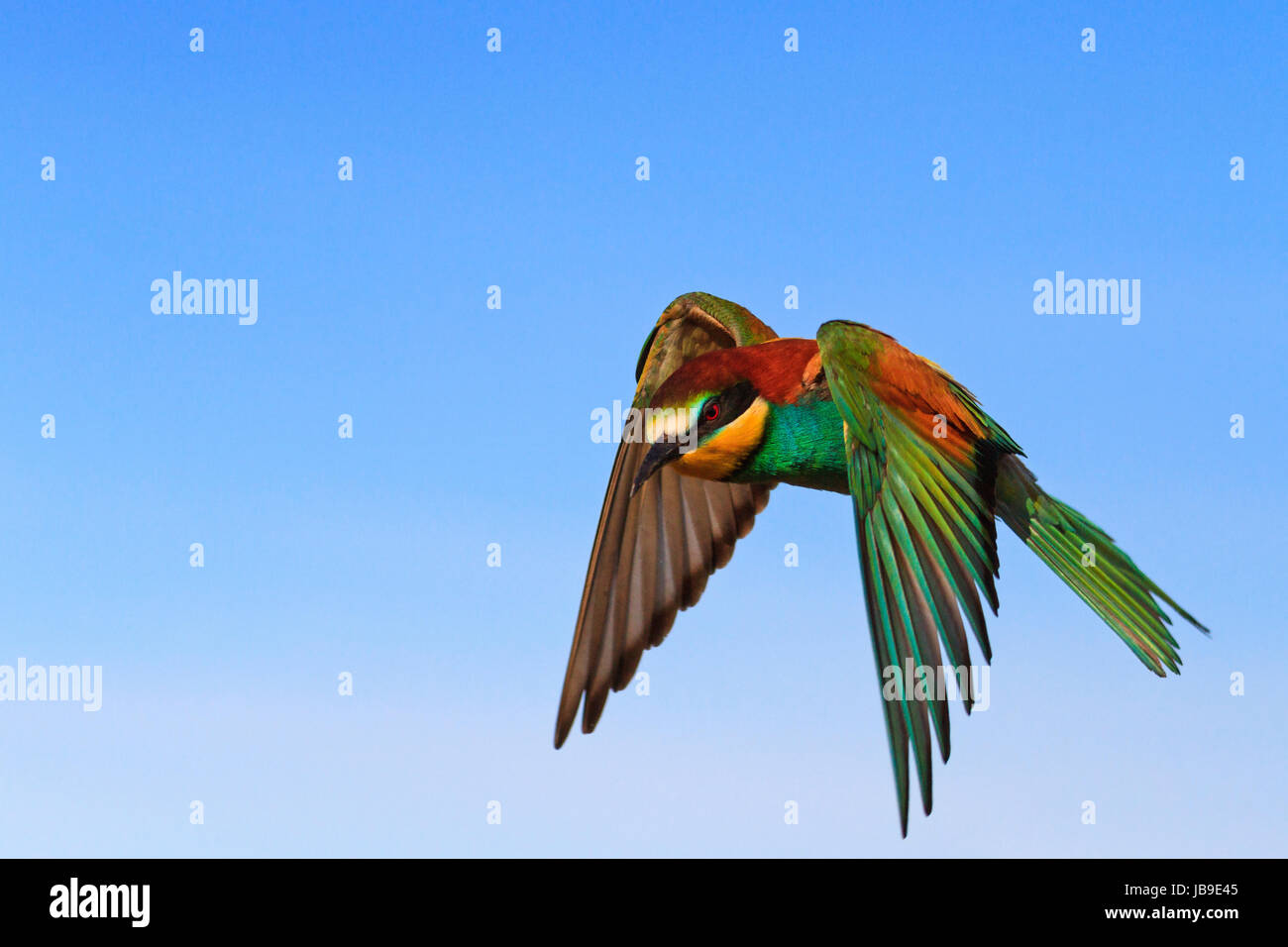 Meropspersicus hi-res stock photography and images - Alamy