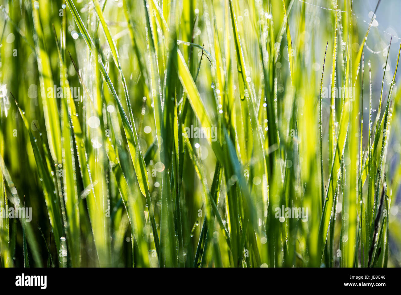 Spring first fresh green grass in the sunshine with a drop of dew ...