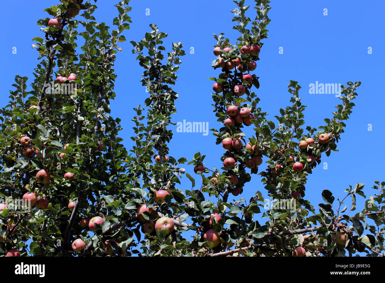 Apple tree. Multiple Apples hanging from an Apple tree on a bright blue ...