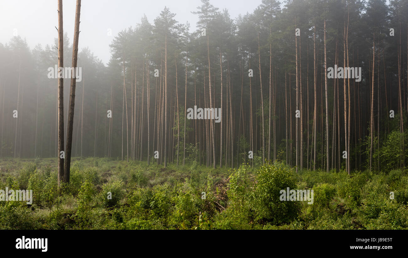 Misty morning in the woods with tree trunks and green foliage and fresh ...