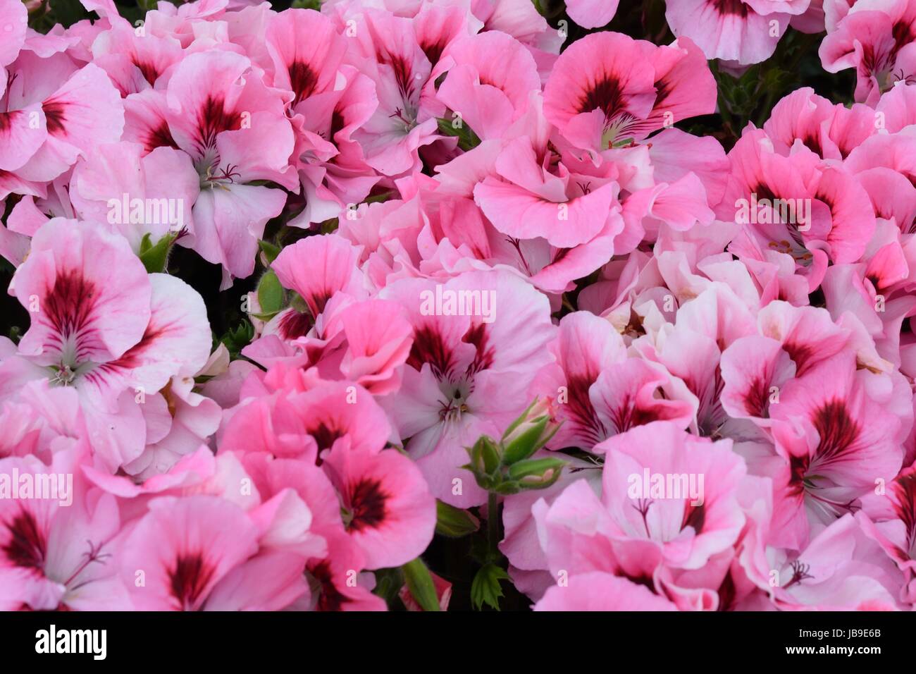 Flower bud mass hi-res stock photography and images - Alamy