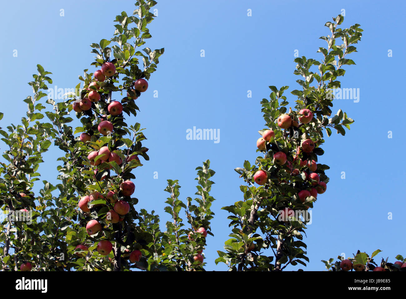 Apple tree. Multiple Apples hanging from an Apple tree on a bright blue ...