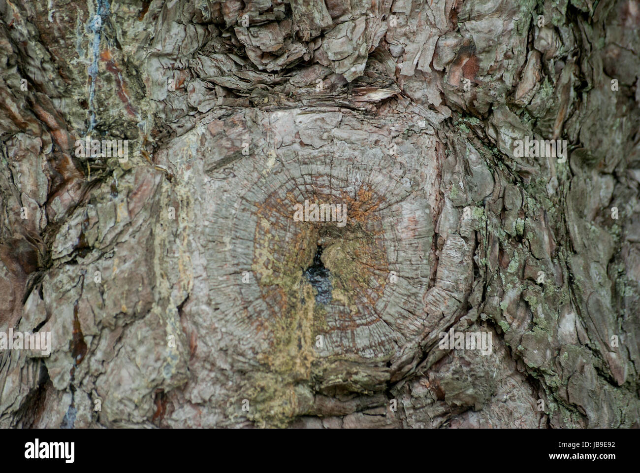Detail of the old wood texture with nob Stock Photo - Alamy