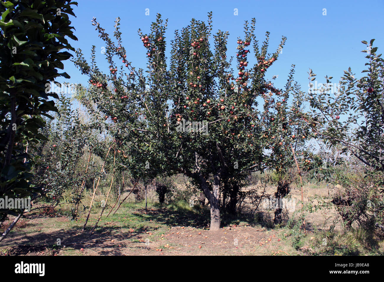Apple tree. Multiple Apples hanging from an Apple tree on a bright blue ...