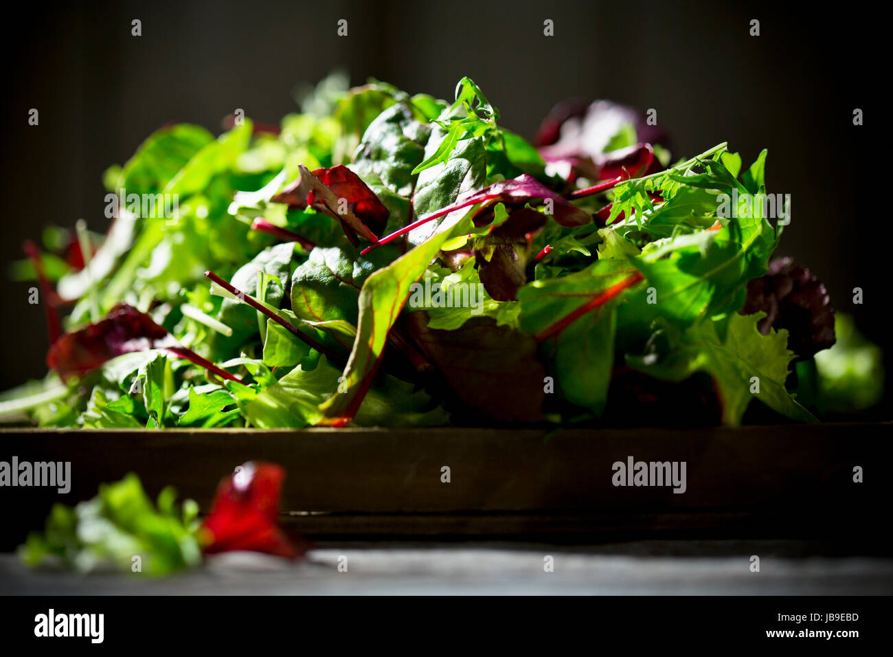 mixed salad,leaves salad,lollo rosso,radiccio rosso,rocket salad Stock ...