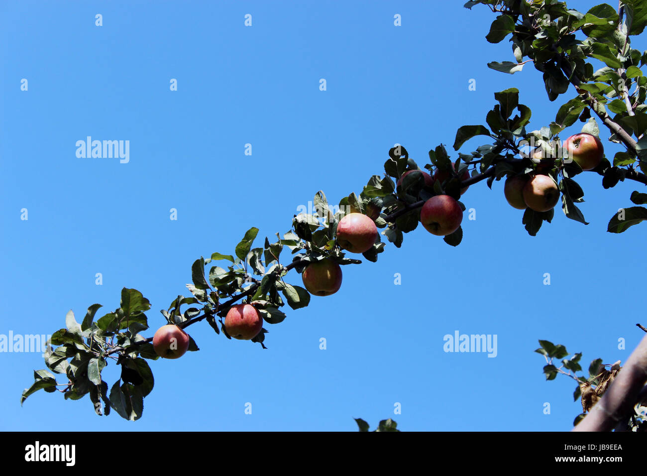 Apple tree. Multiple Apples hanging from an Apple tree on a bright blue ...