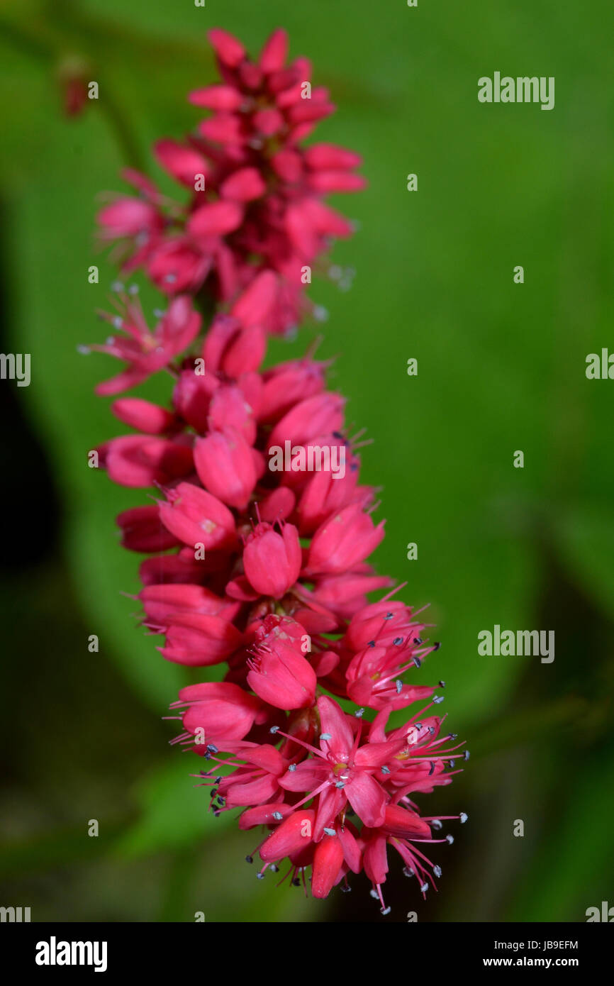 red flower spike Stock Photo - Alamy