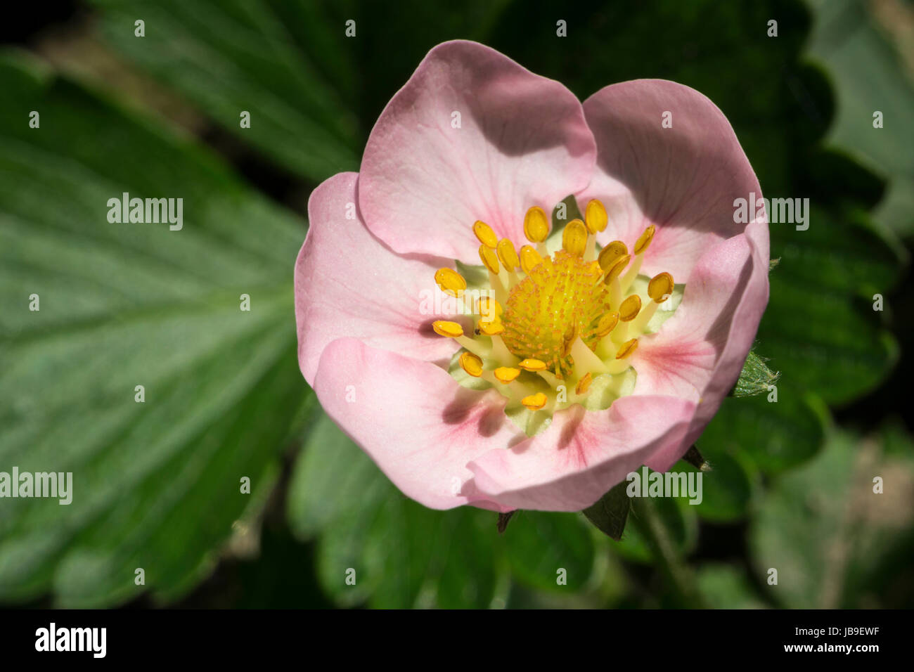 Strawberry flower (Fragaria), variety Merlan, Baden-Württemberg ...