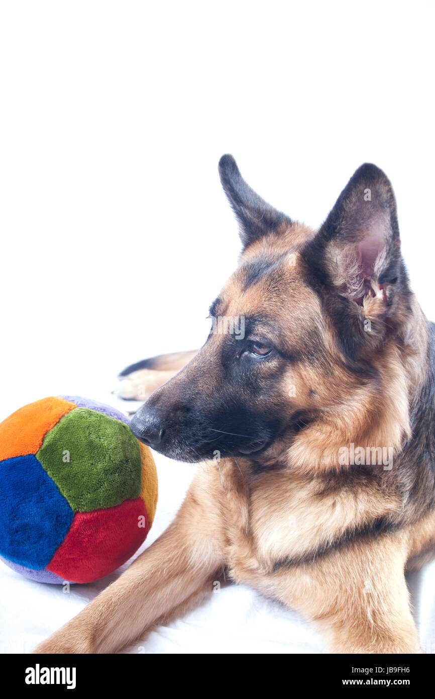 shepherd dog playing with ball Stock Photo - Alamy