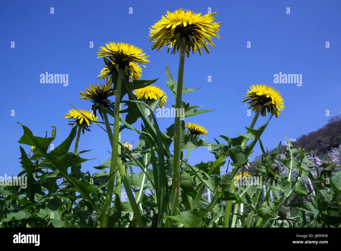 Common dandelion (Taraxacum sect. Ruderalia), flowering, frog ...