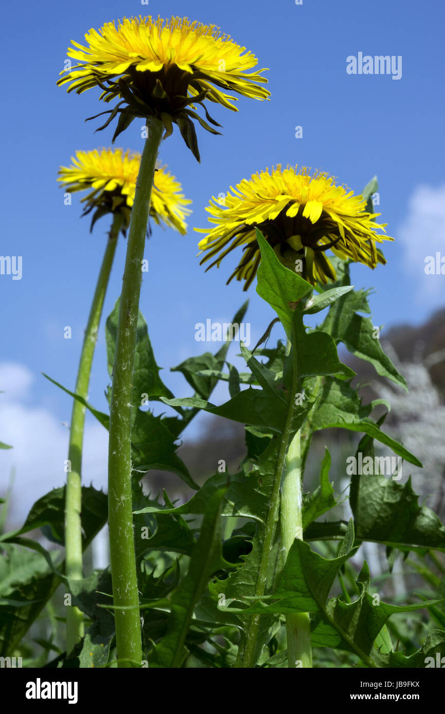 Common dandelion (Taraxacum sect. Ruderalia), flowering, frog ...