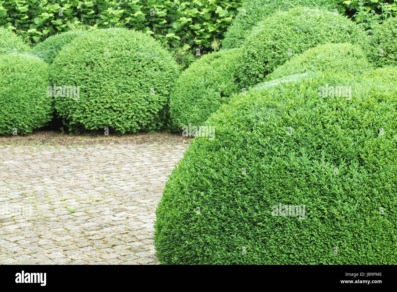 box trees,boxwood balls Stock Photo - Alamy