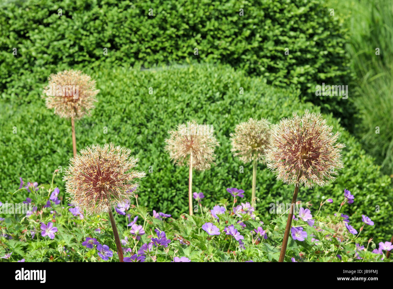allium with boxwood,box tree Stock Photo - Alamy