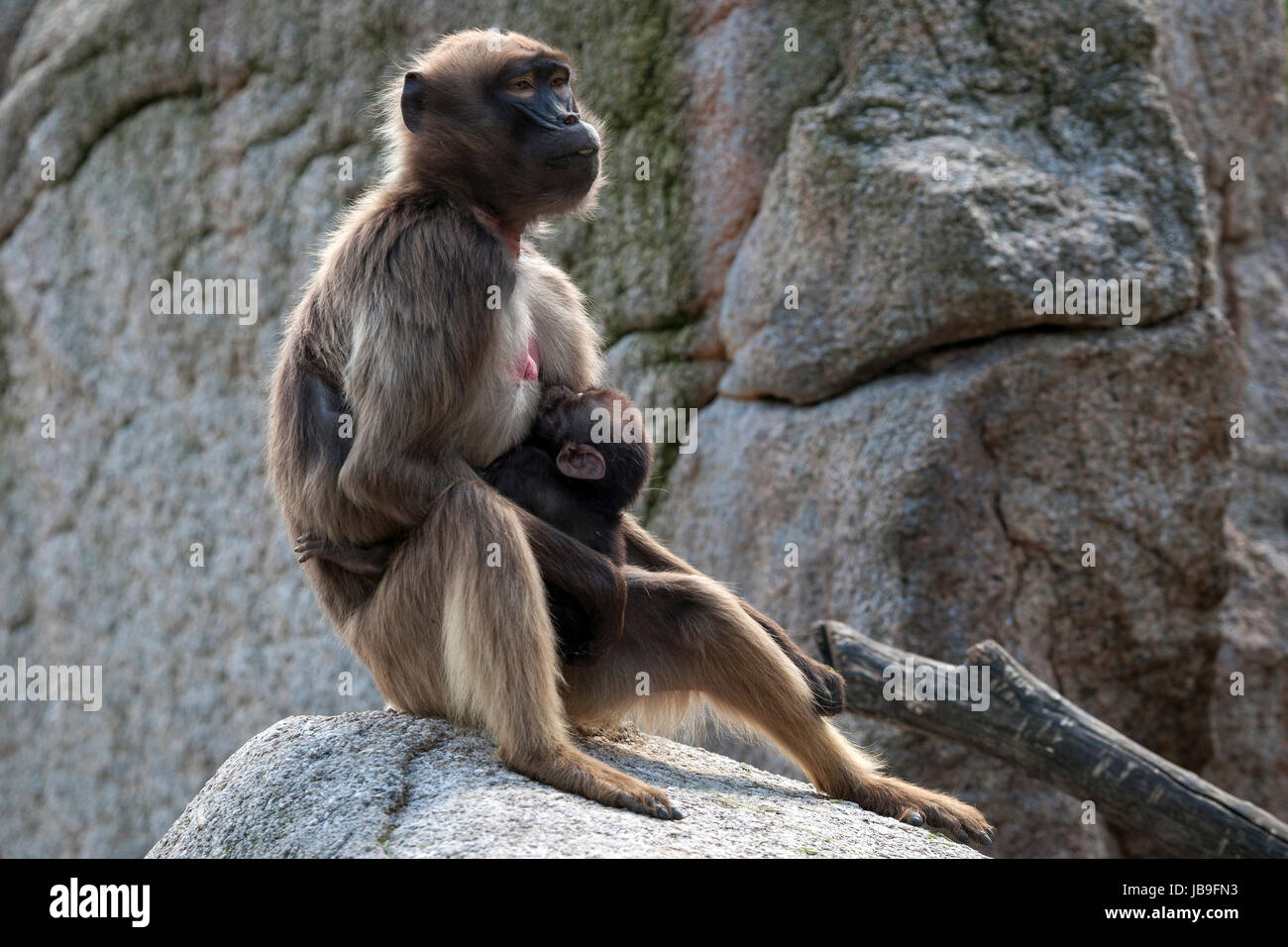 Gelada or Gelada Baboon (Theropithecus gelada), female suckling young ...