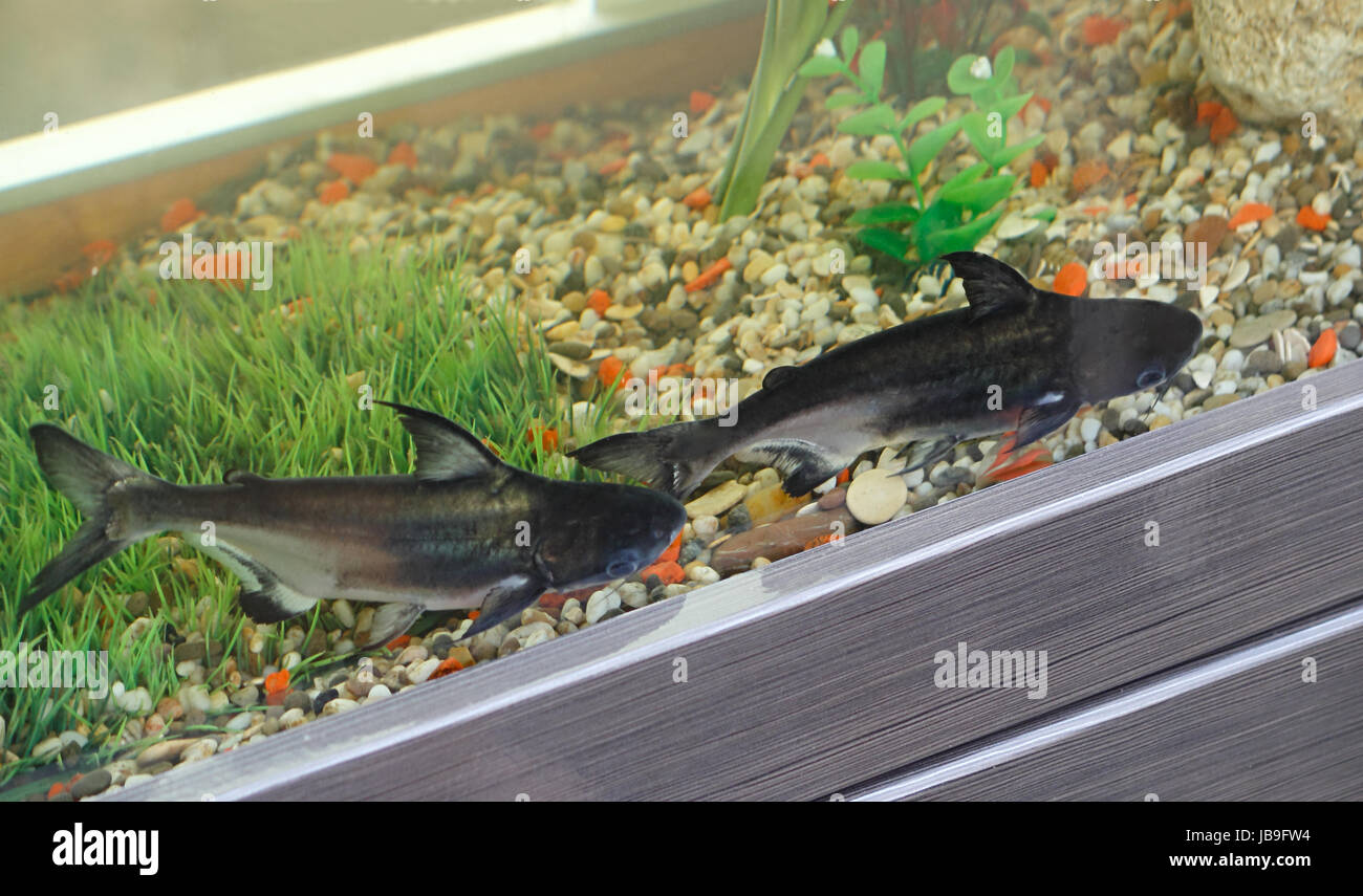 Two big fish swimming in an aquarium with green algae Stock Photo - Alamy