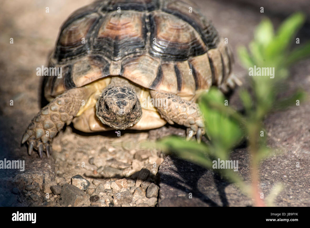 Turtle Testudo Marginata european landturtle closeup wildlife free ...