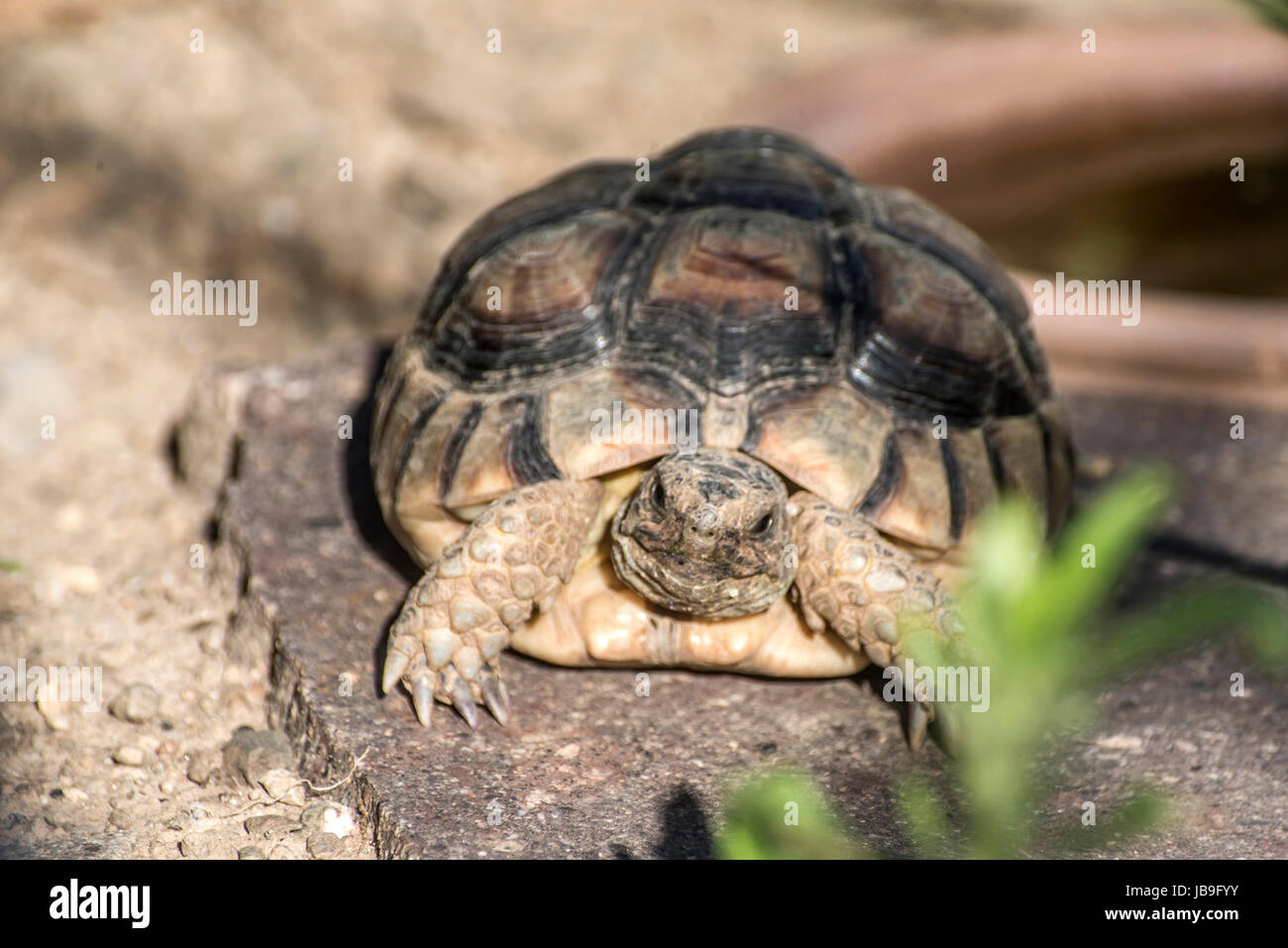 Turtle Testudo Marginata european landturtle closeup wildlife free ...
