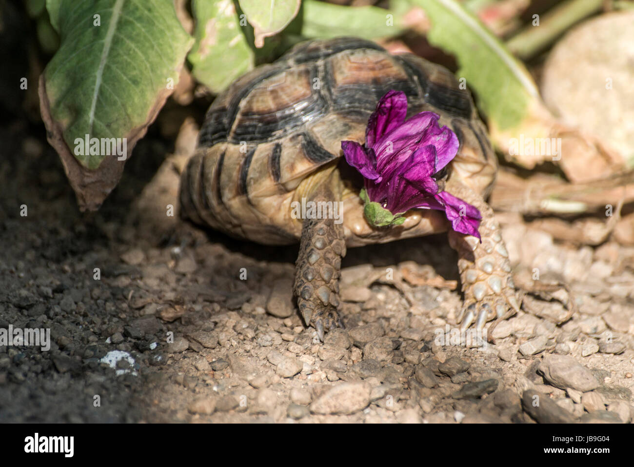 Turtle Testudo Marginata european landturtle eating a purple flower ...