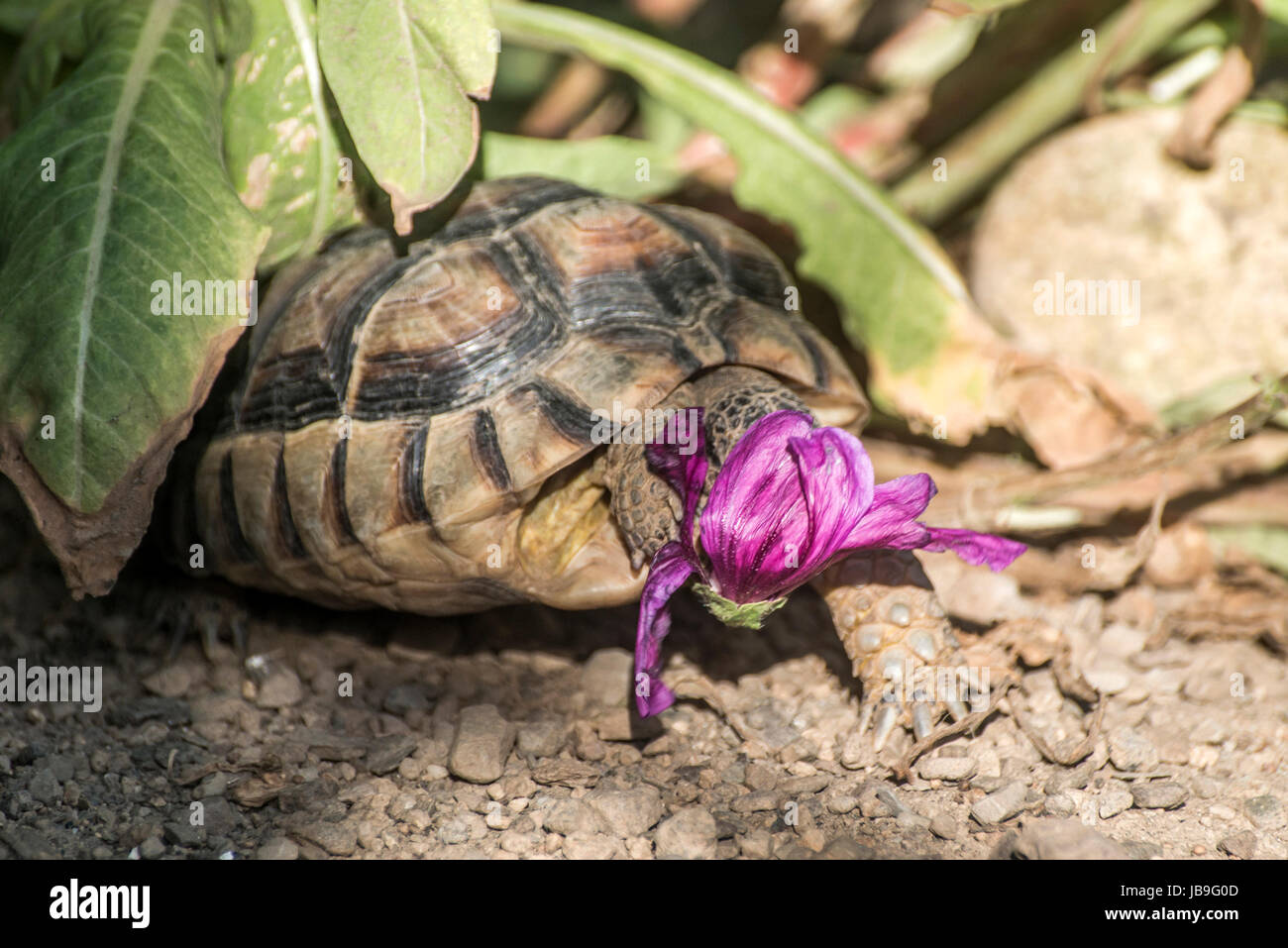 Turtle Testudo Marginata european landturtle eating a purple flower ...