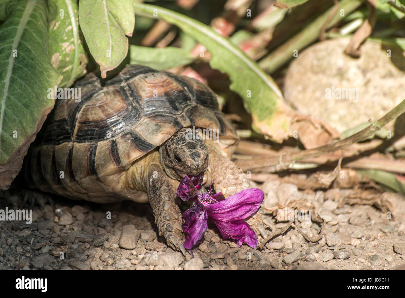 Turtle Testudo Marginata european landturtle eating a purple flower ...
