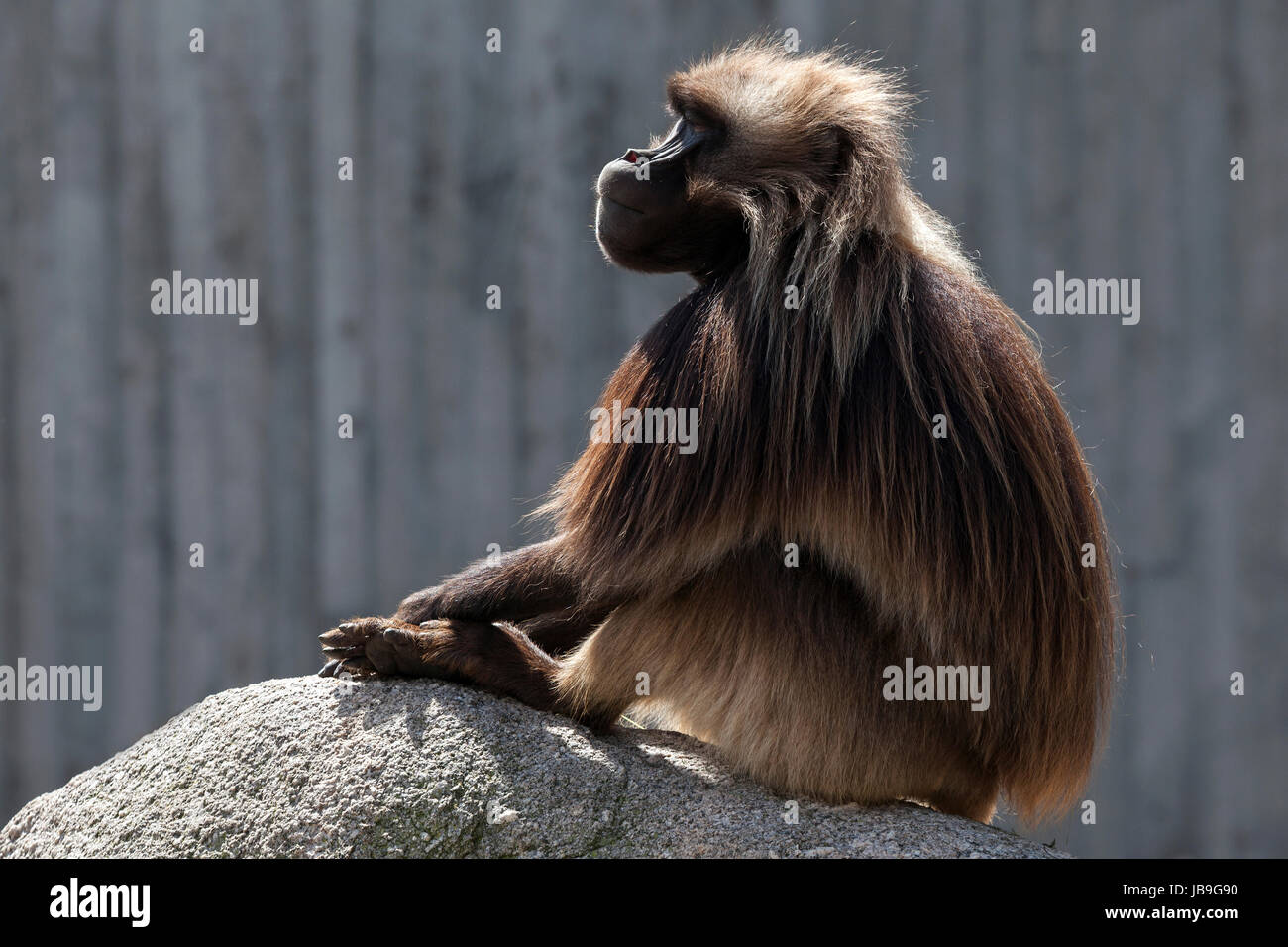 Gelada or Gelada Baboon (Theropithecus gelada), male, sitting on rock ...