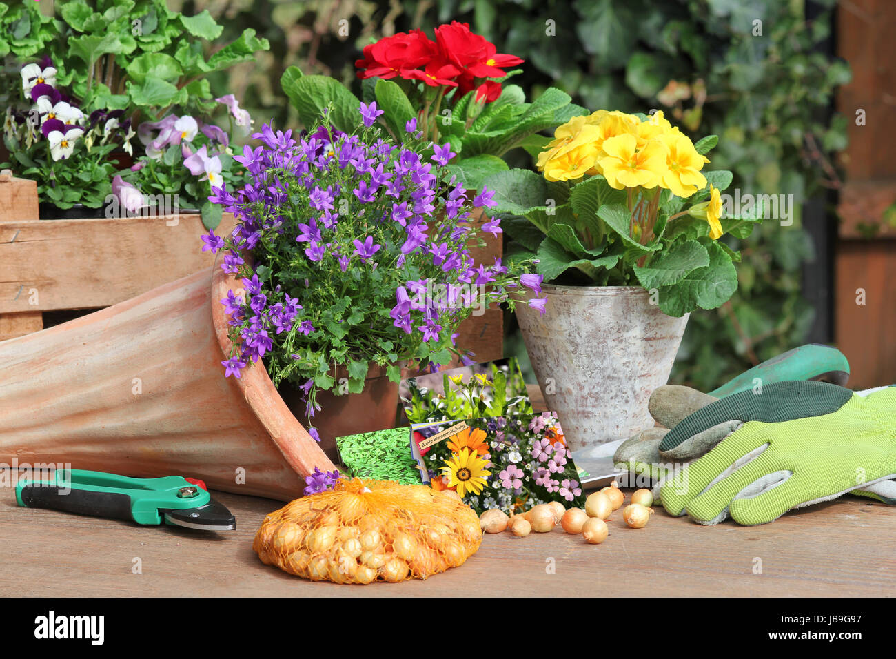 plants in the spring,seeds Stock Photo - Alamy