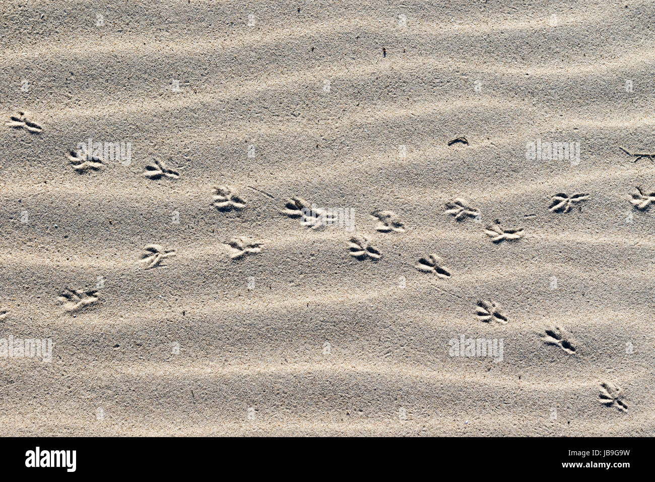 Crossed over animal tracks in the sand, dunes, mudflat, North Sea ...