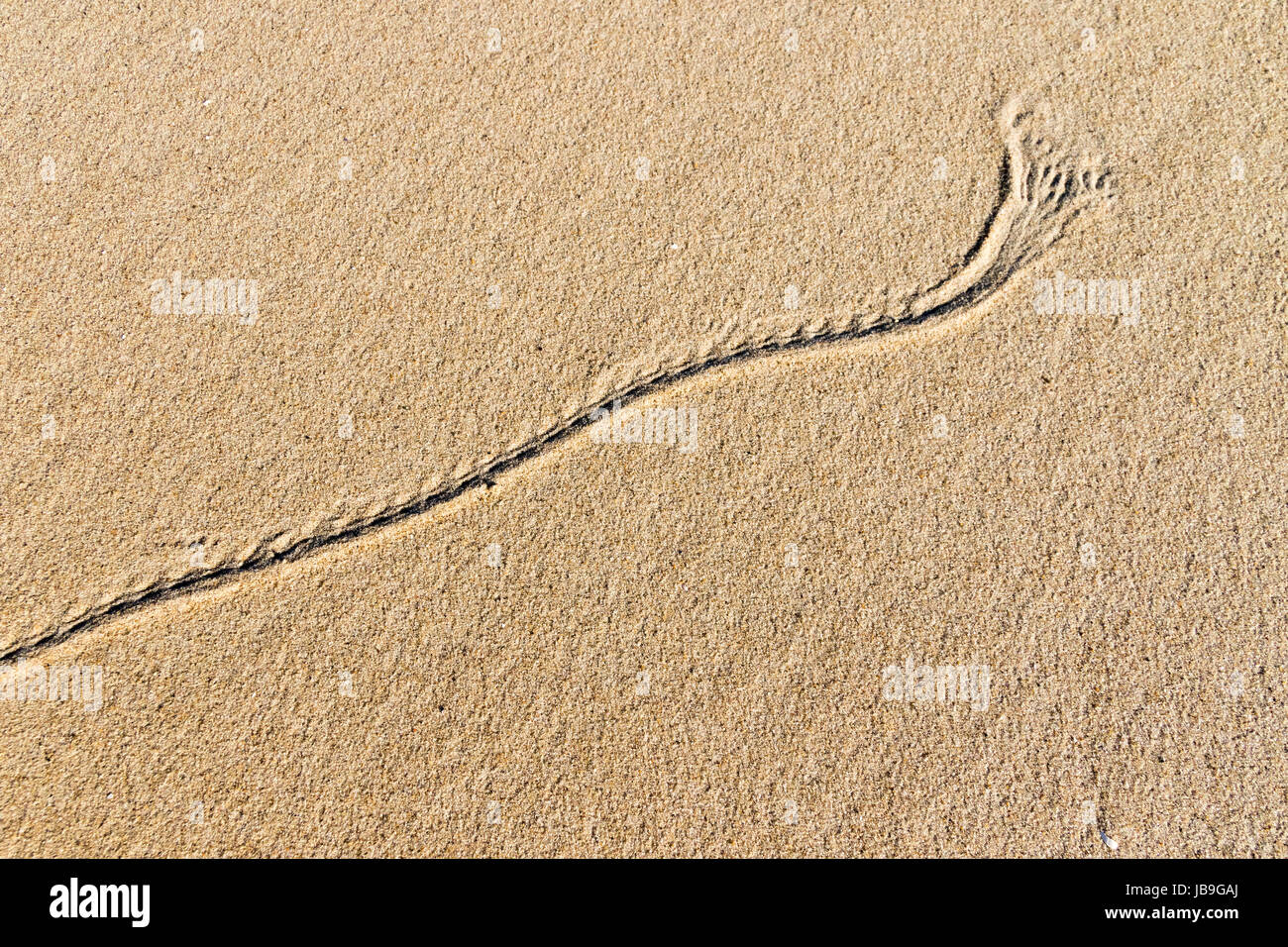 Animal Tracks In The Sand High Resolution Stock Photography and Images ...